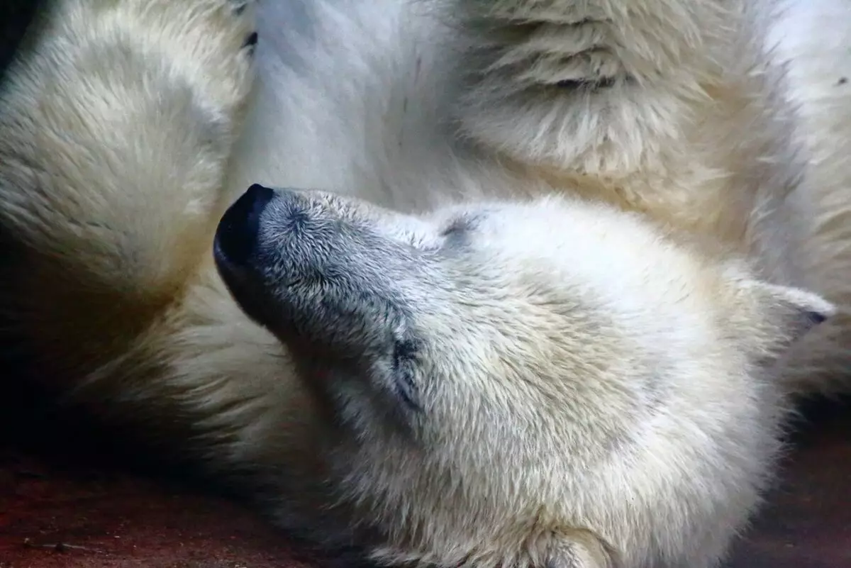 Уз помоћ поларних медведа измишљених
