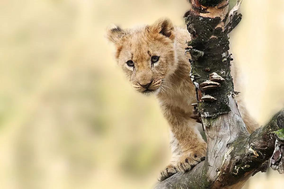 Codzienna choroba, wspólna u zwierząt domowych, została po raz pierwszy odkryta w Lion