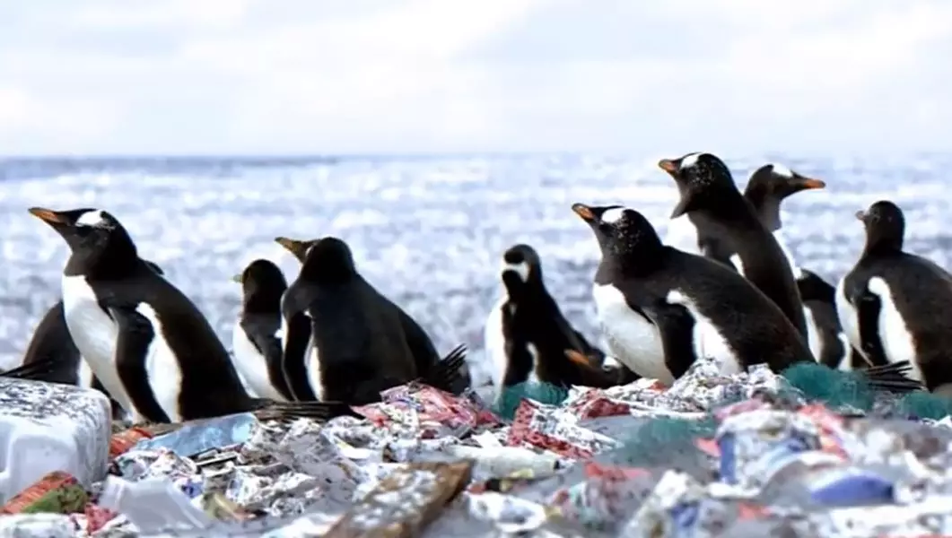Plastik bir adada penguenler: Düşünmeye değer olduğu sahte