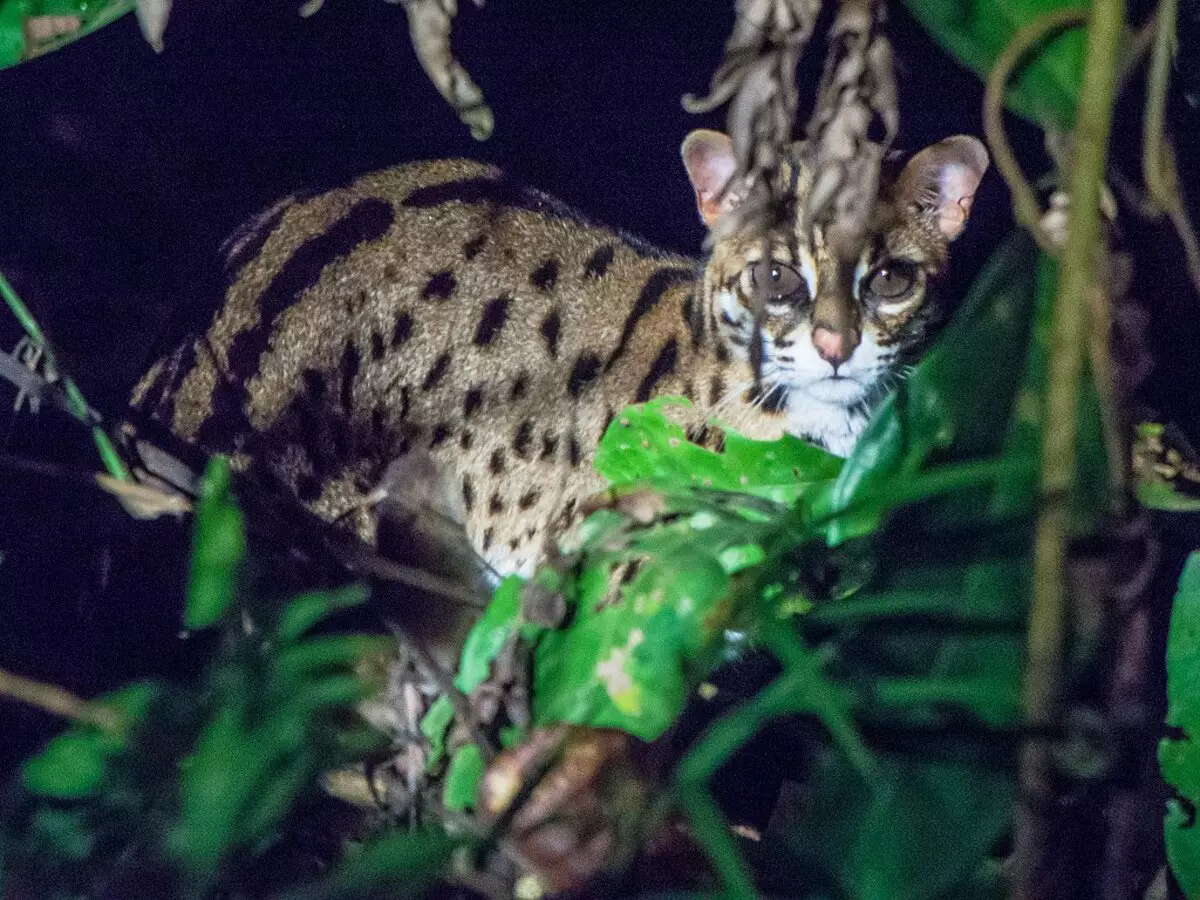 Decidido ayudar a un animal salvaje? Pensar dos veces