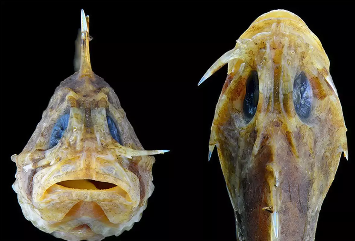 행성의 가장 유독 한 물고기는 새로운 무기를 보여주었습니다. 눈 아래의 블레이드
