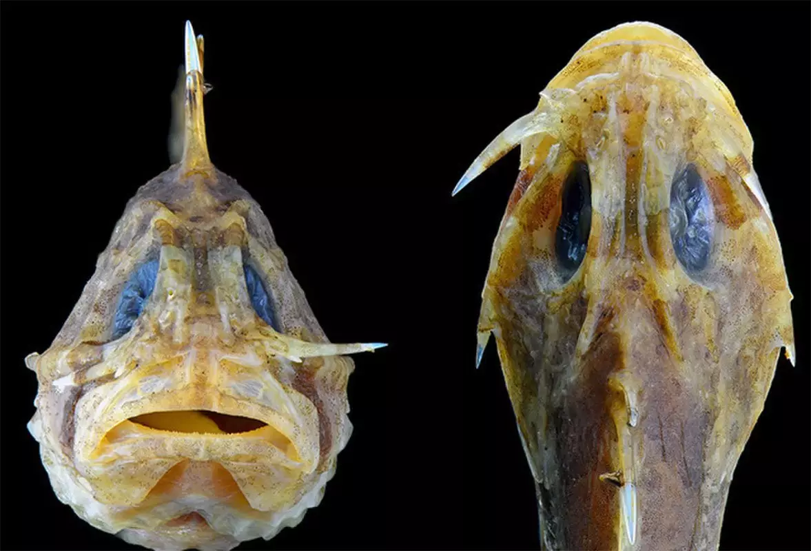 The most poisonous fish of the planet showed a new weapon - the blade under the eye