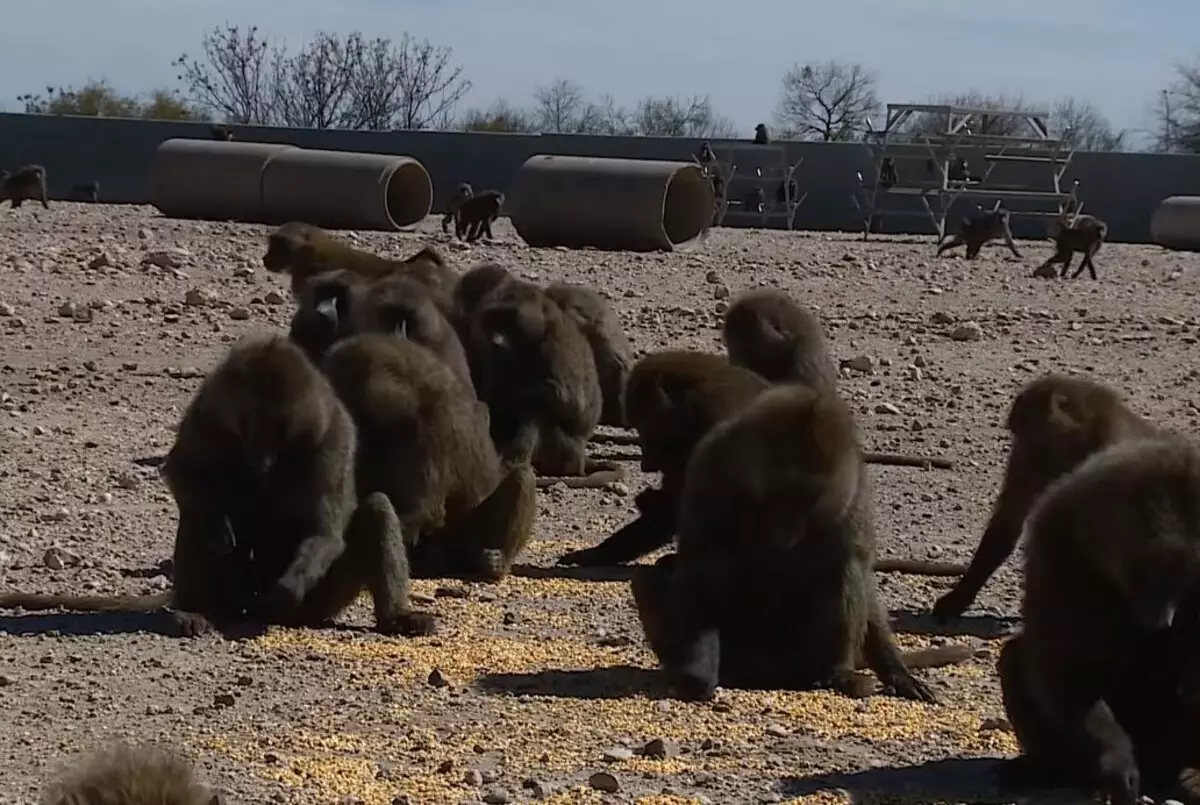 बंदरांच्या गटाने टेक्सासमधील प्रयोगशाळेतून एक हिरण पळ काढला