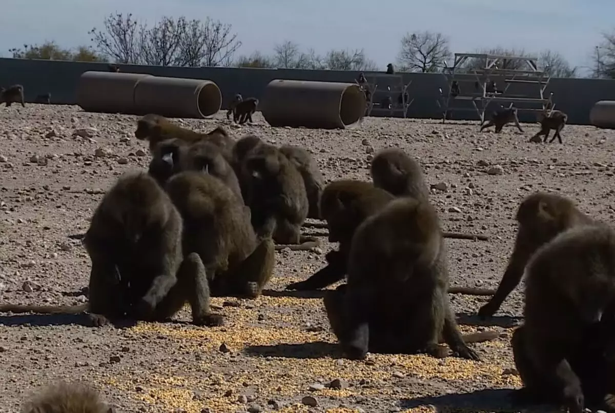 Grup monyét ngadamel busin ti laboratorium di Texas