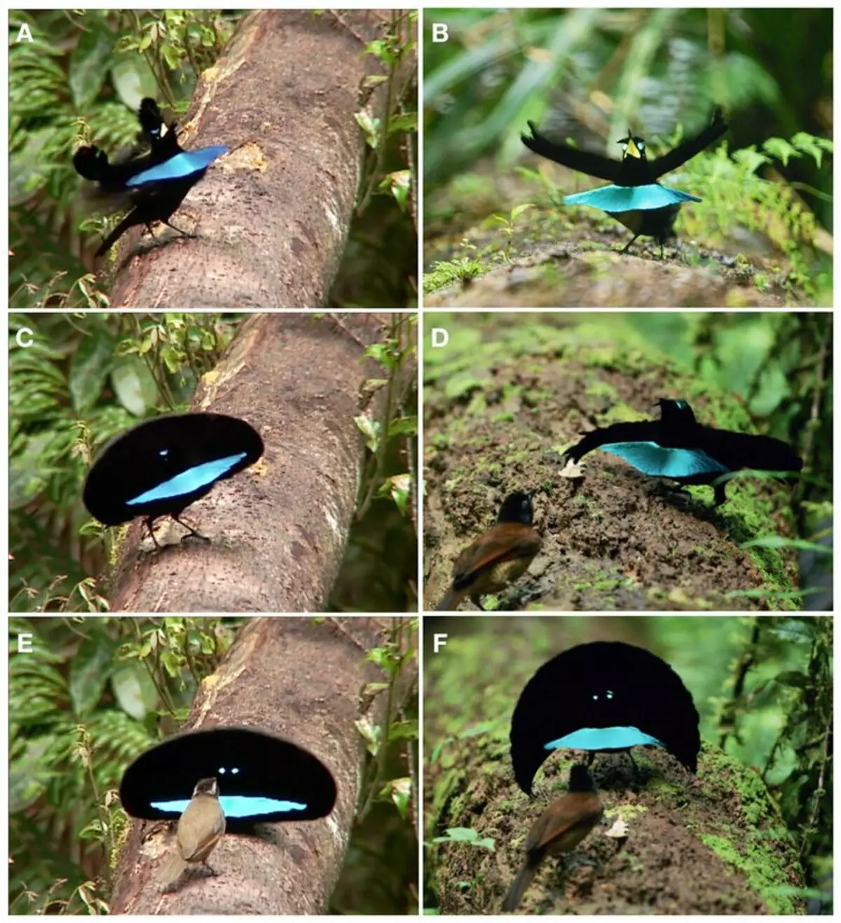 Ένα νέο είδος υπέροχου Paradise Birds έχει ανοιχτεί: Βίντεο