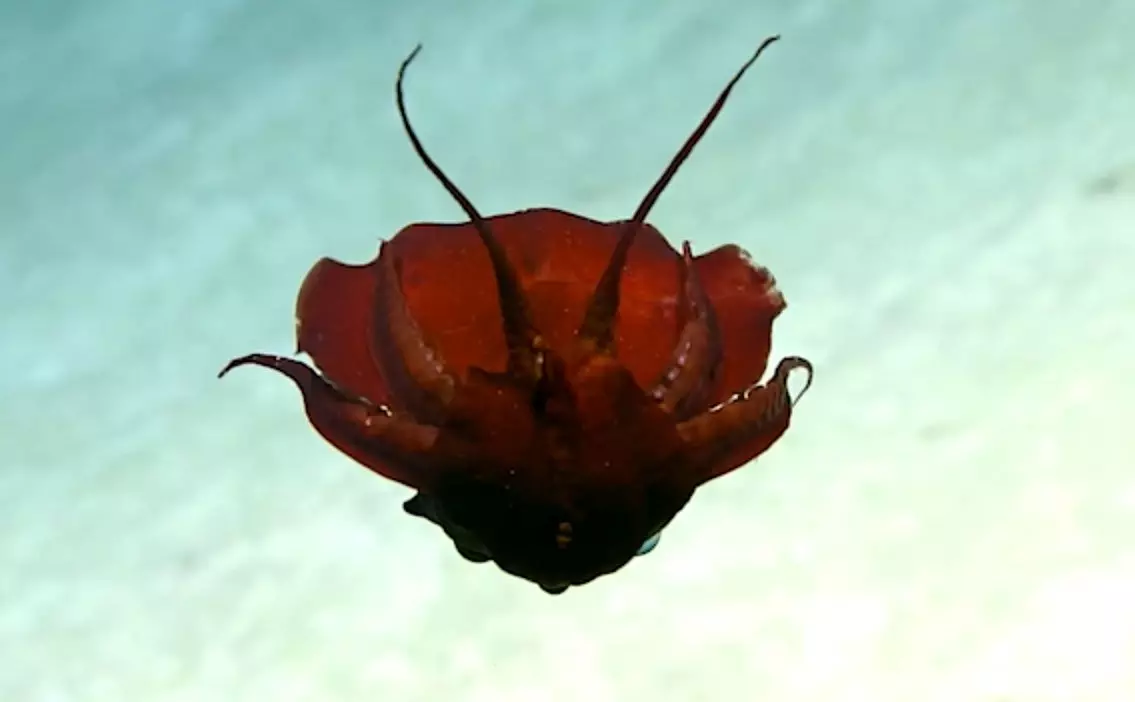 Calamaro rustico rosso: Nakhodka nel Golfo del Messico