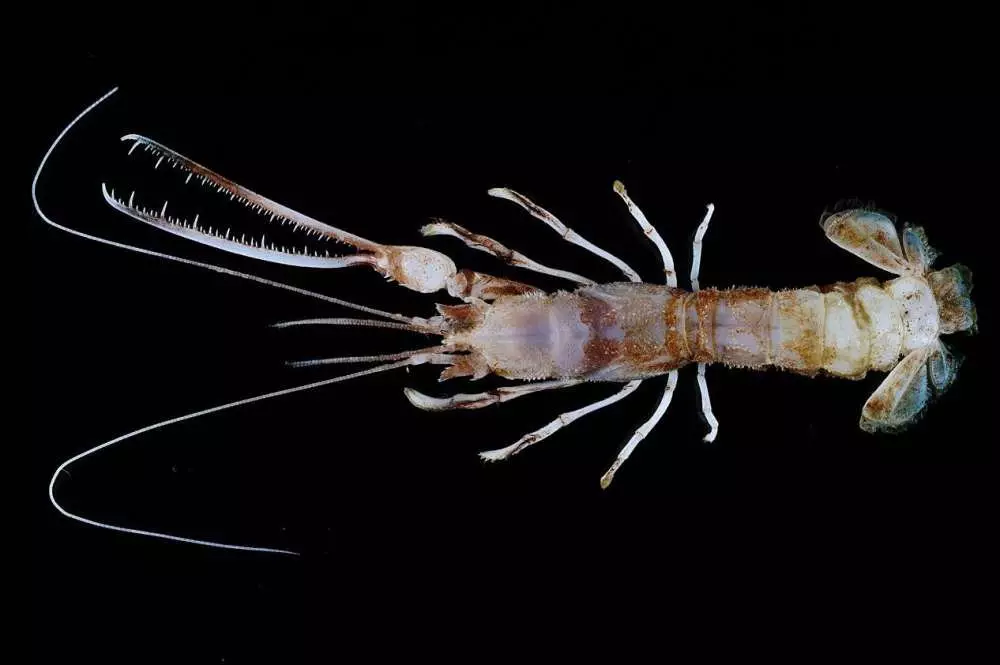 在印尼发现的海洋生物前所未知的物种数十种