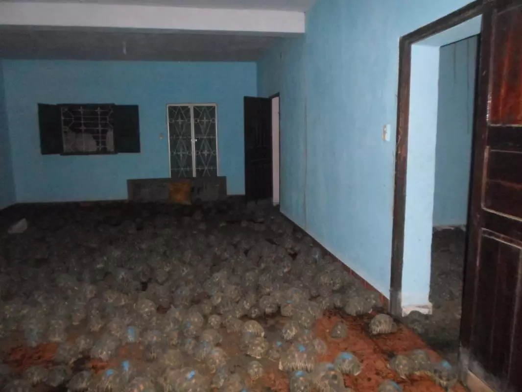 Madagaskar spasio iz zarobljeništva 10.000 kornjače