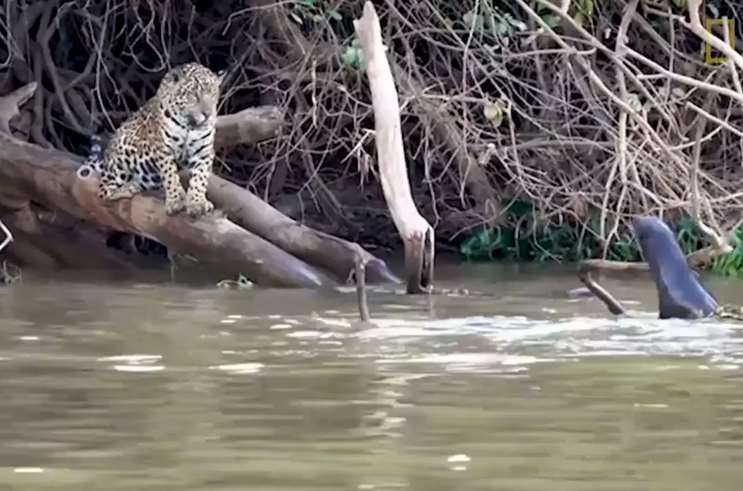 两个饥饿的捷豹没有留下深刻的印象勇敢的水獭：视频
