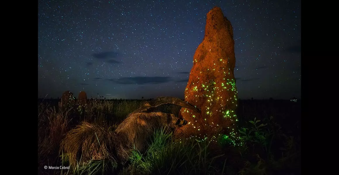 Vincitore della competizione della fauna selvatica Fotografo dell'anno squalificato per un colpo di ripieno