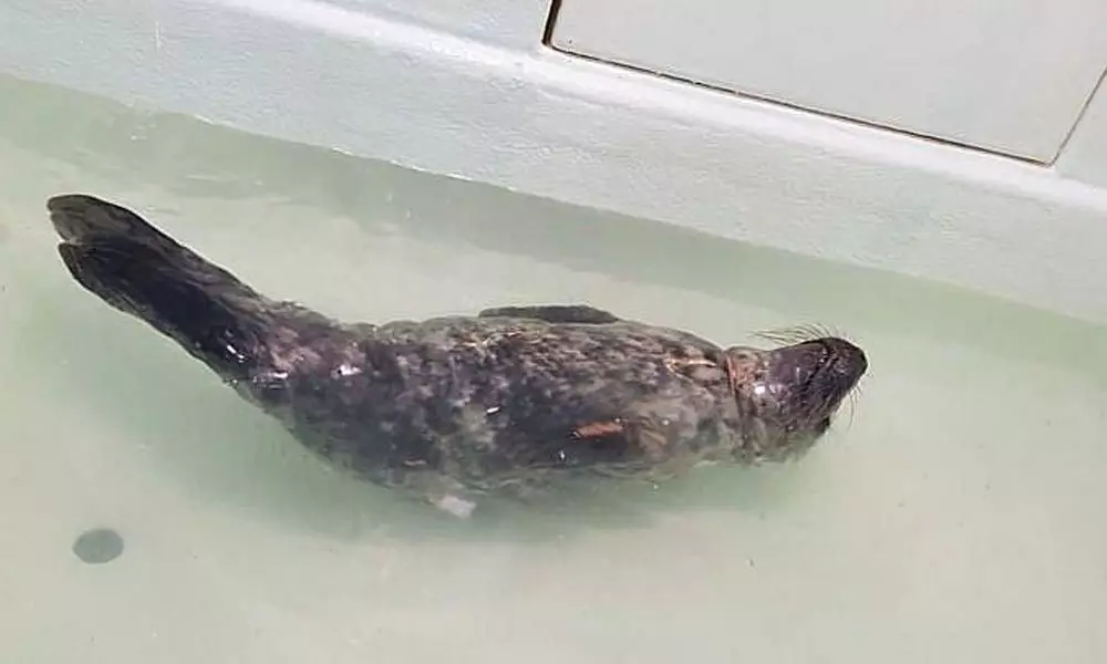 Seal bevrijd van een plastic lus en opnieuw studeren: video