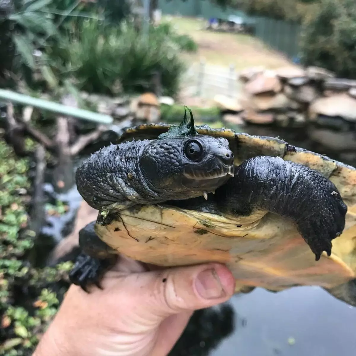 Skilpad punk: ongelooflike inwoner van die rivier Australiese