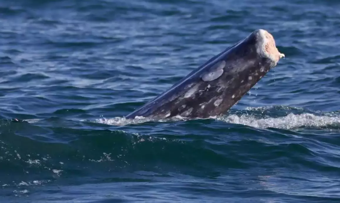 Baleines sans queue: terribles effets de la pollution des océans