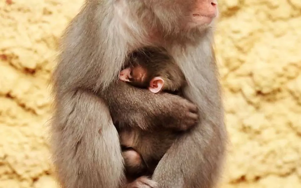 په مسکو ژوبڼ د جاپان mačak کورنۍ بيا جبيره