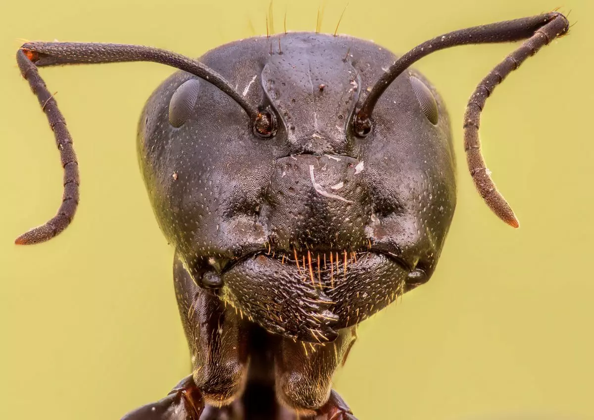 Blikajúci účinok: Ako mravce zachytili svet