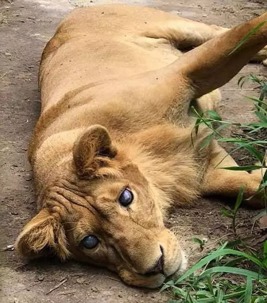 "Erreur génétique": comment la lionne aveugle vit du zoo philippin