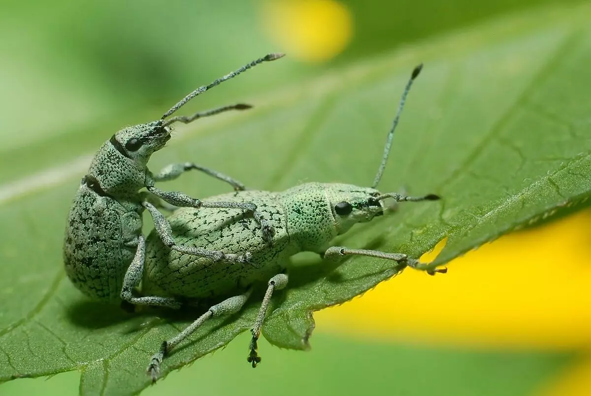 Kahirupan seksual serangga: leres sareng fiksi
