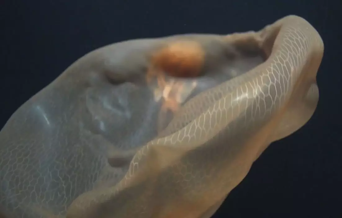 ಪ್ಯಾಕೇಜ್ಗೆ ಹೋಲುವ ದುರದೃಷ್ಟಕರ ಜೆಲ್ಲಿ ಮೀನುಗಳು: ವೀಡಿಯೊ