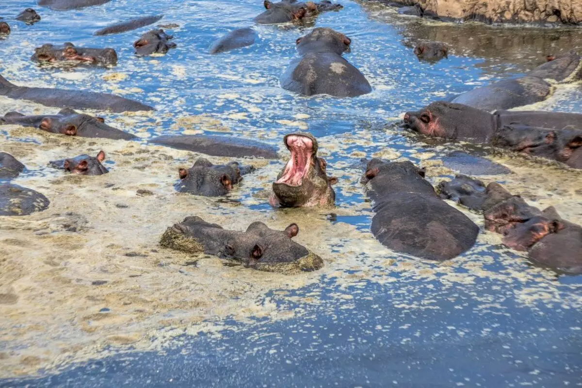 53.000 toneladas de estrume: O excremento de hipopotas matam peixe