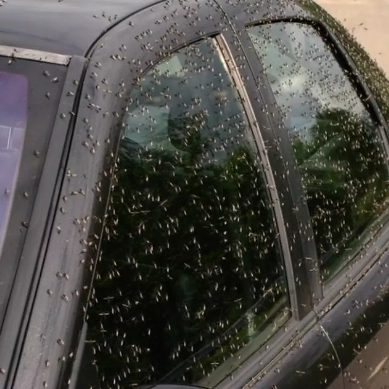 A invasão de mosquitos na região de Voronezh: vídeo
