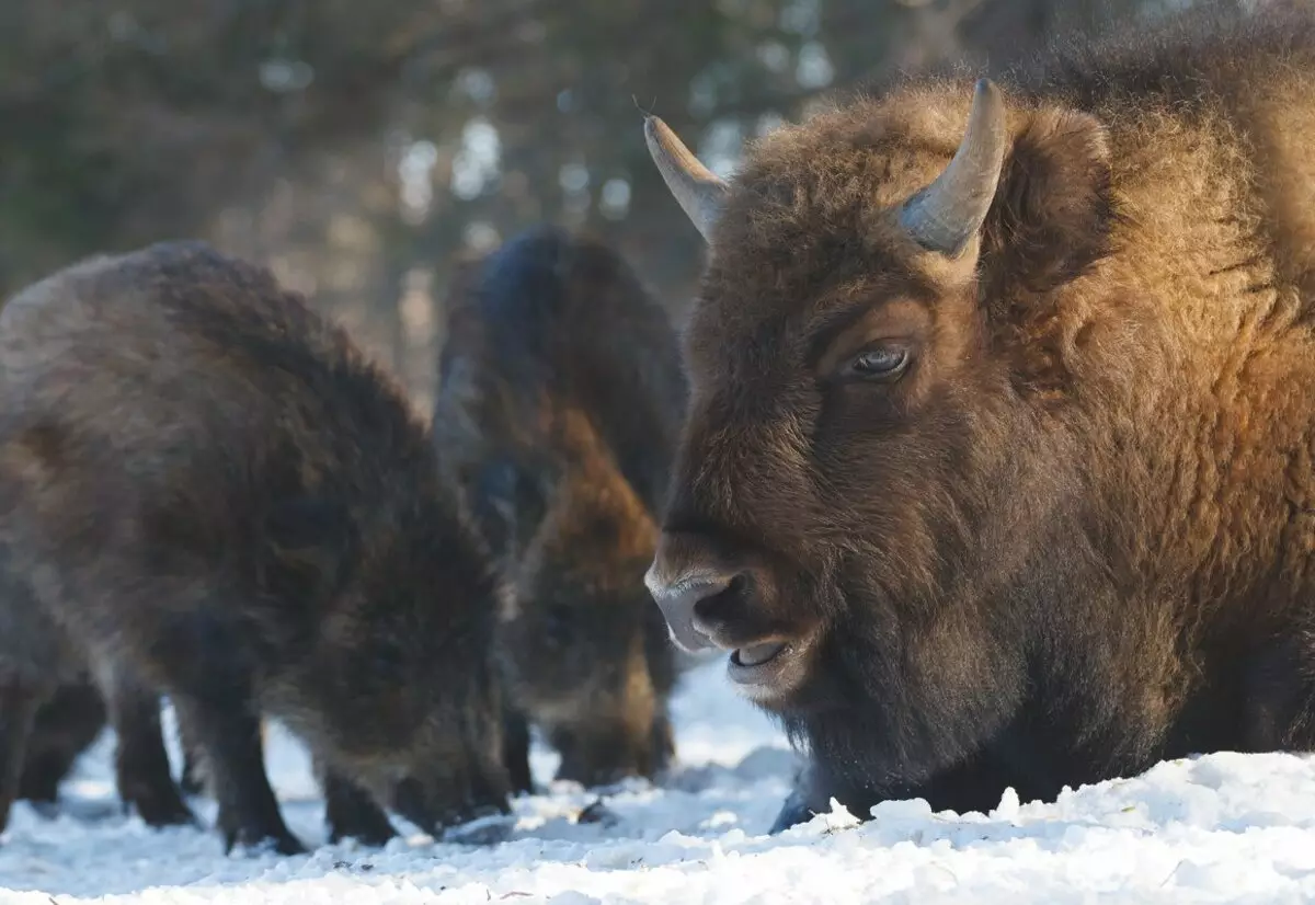 Bison: Kurudi kwa Giants.