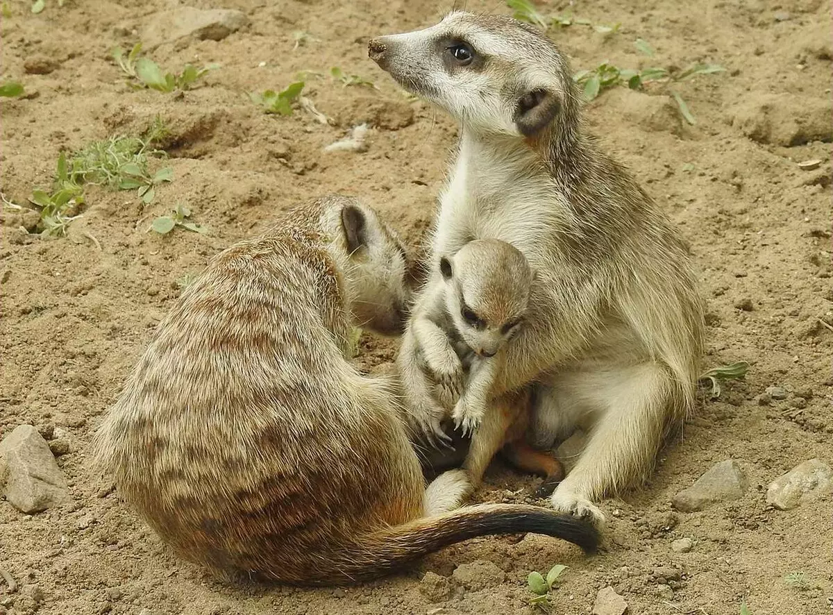 Mal, Ja Delete: aanvulling in de familie van meerkats in de dierentuin van Moskou