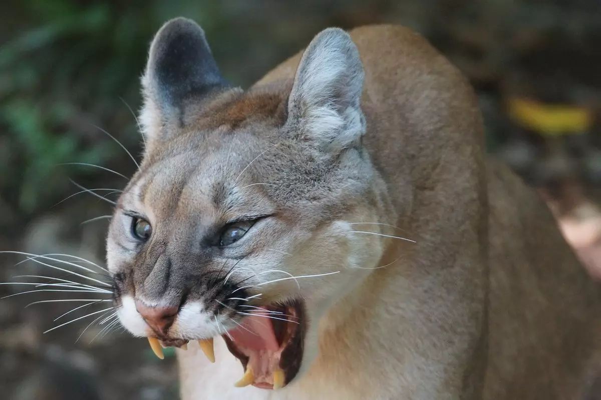 Puma megtámadta két embert az USA-ban -, és ez a rangból származik