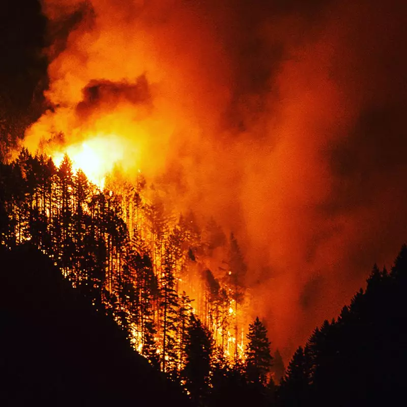Teenageren, der organiserede en skovbrand, skal betale 36 millioner dollars