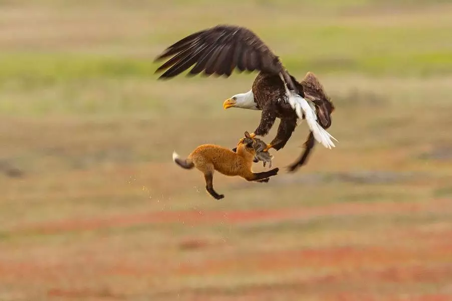 Pinili ng Bald Eagle sa Fox Prey: Photo.