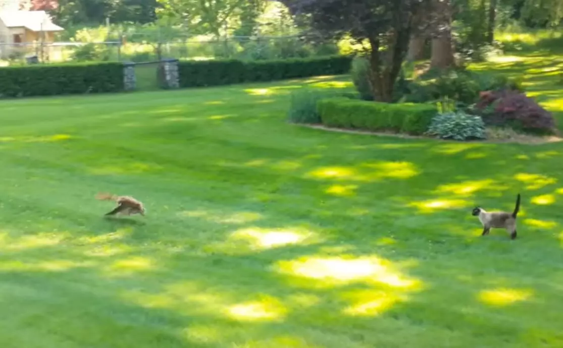 Epäonnistunut liikkuvan paeta kahdesta saalistajasta: Video