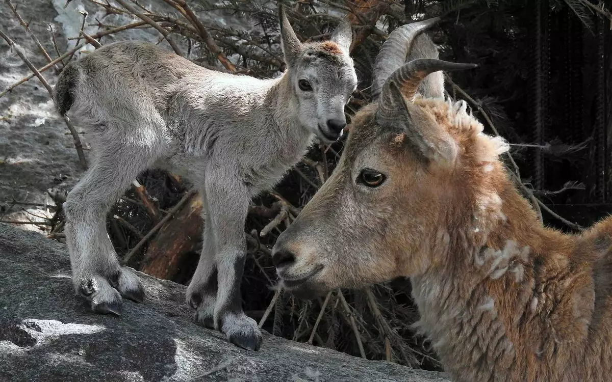 Nachschub in der Tourenfamilie im Moskauer Zoo