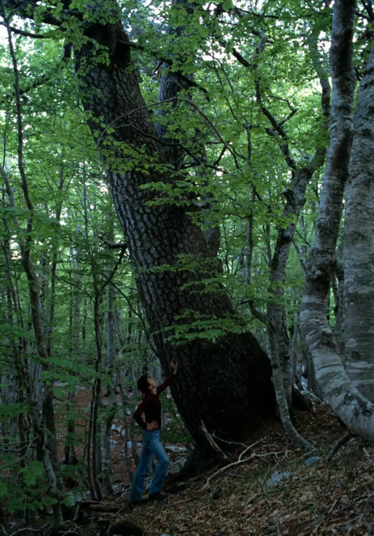 युरोप सर्वात जुने वृक्ष: एक नवीन रेकॉर्ड