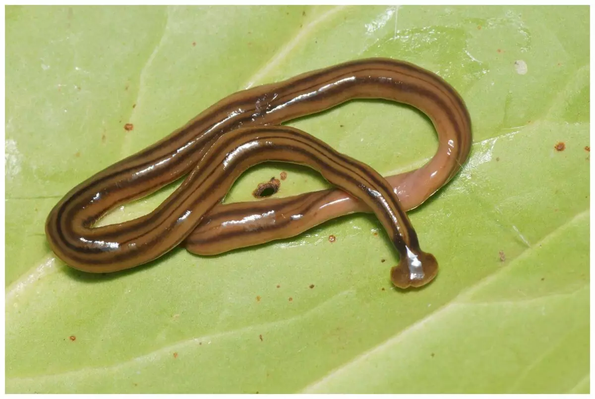 Боядисани червеи, разпространени през планетата