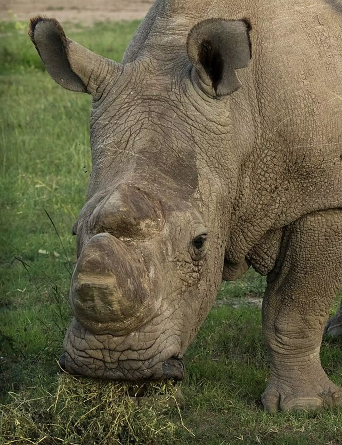 မြောက်ပိုင်းအဖြူရောင် Rhino ကိုယ်ပွားကယ်တင်မည်