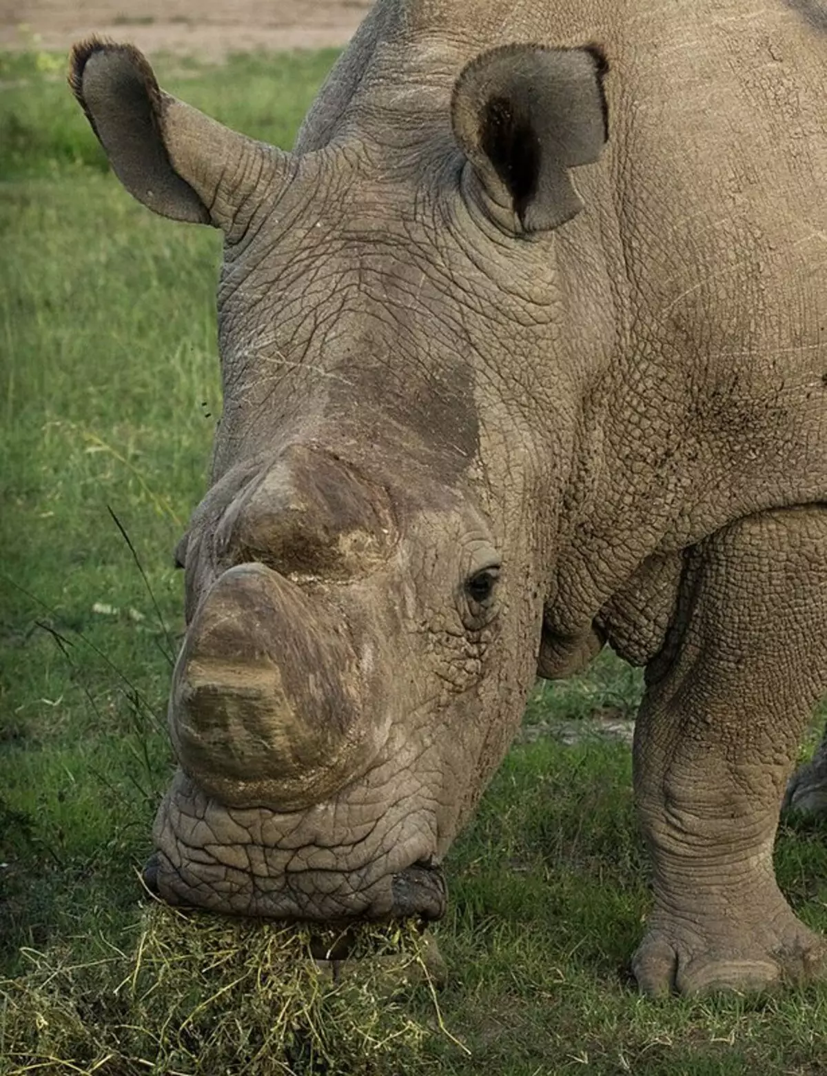 "Northern White Rhino" taupys klonavimą