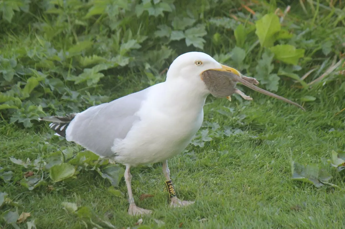 Seagull manje rat: foto ak videyo
