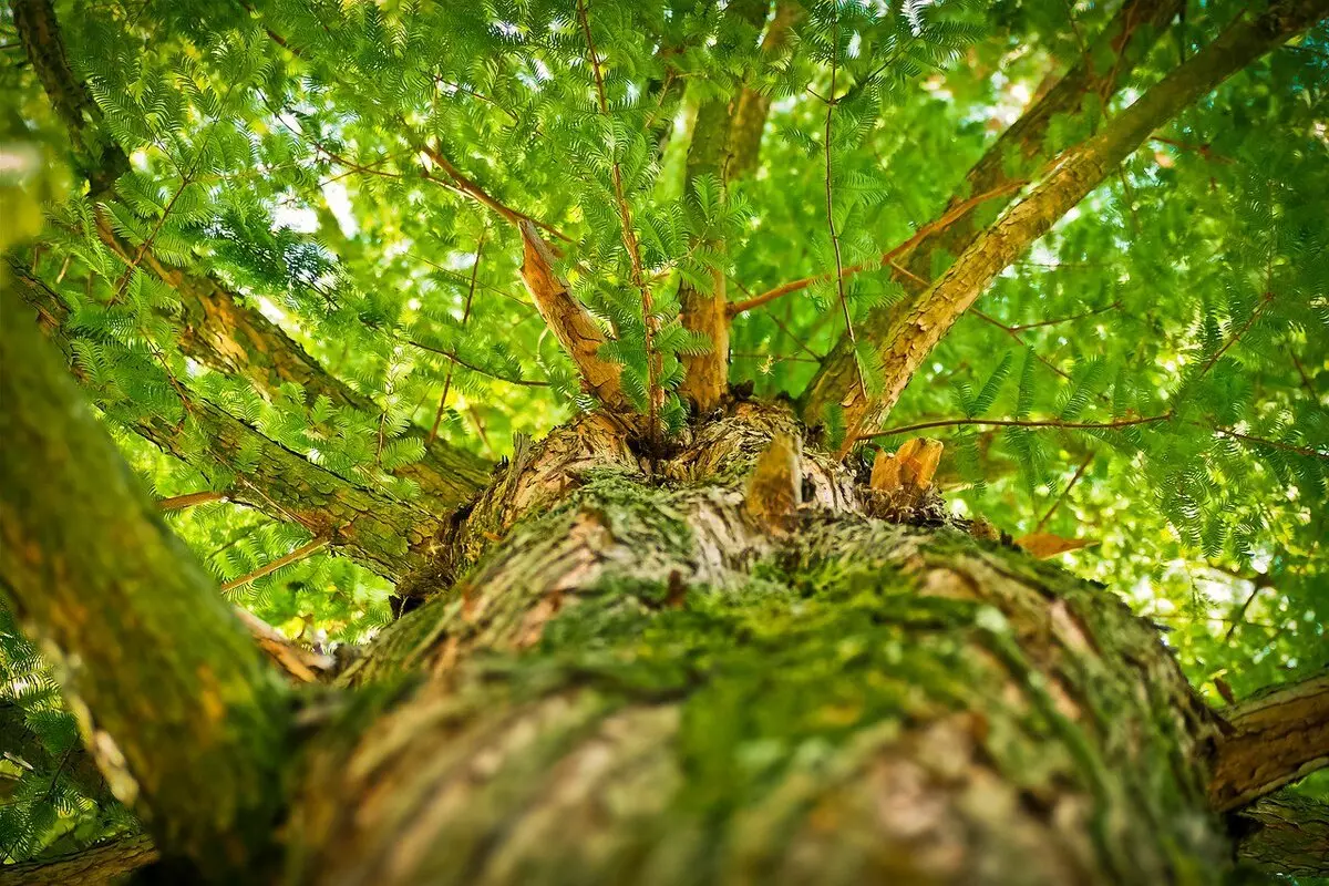 Hutan anu henteu dirobih Éropa dilarapkeun kana peta