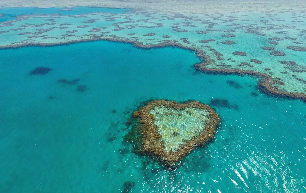 Wittenskippers: Big Barrier Reef hat ferskate kearen werombrocht nei de massa ferstjerren fan koralen