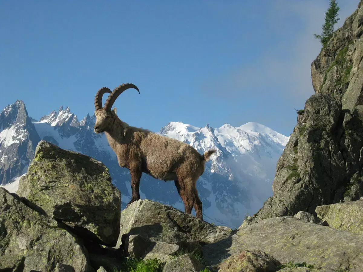 Mont Blanc hõivatud "hull" ronijaid. Prantsusmaa president palub neist vabaneda