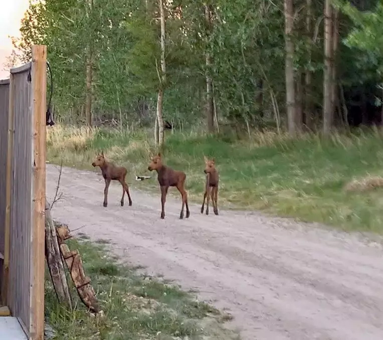 Shosyat Troyashki: seltenes Phänomen