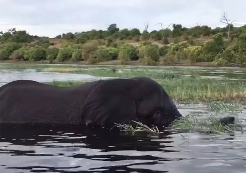 Como elefante quase afogou um barco com turistas: vídeo