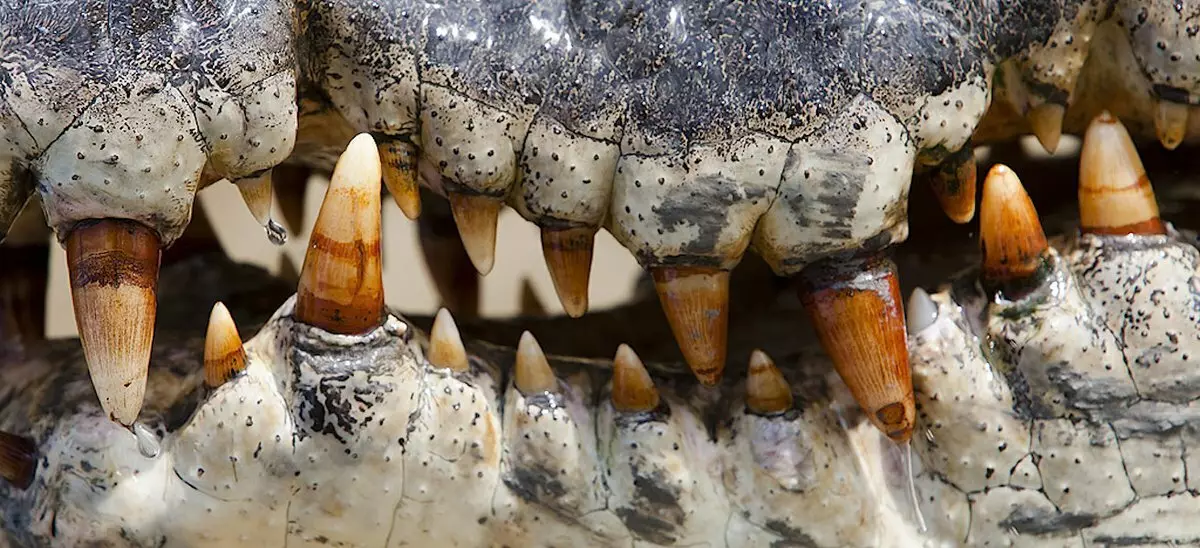 Comment un crocodile a rejeté un chien: la vidéo