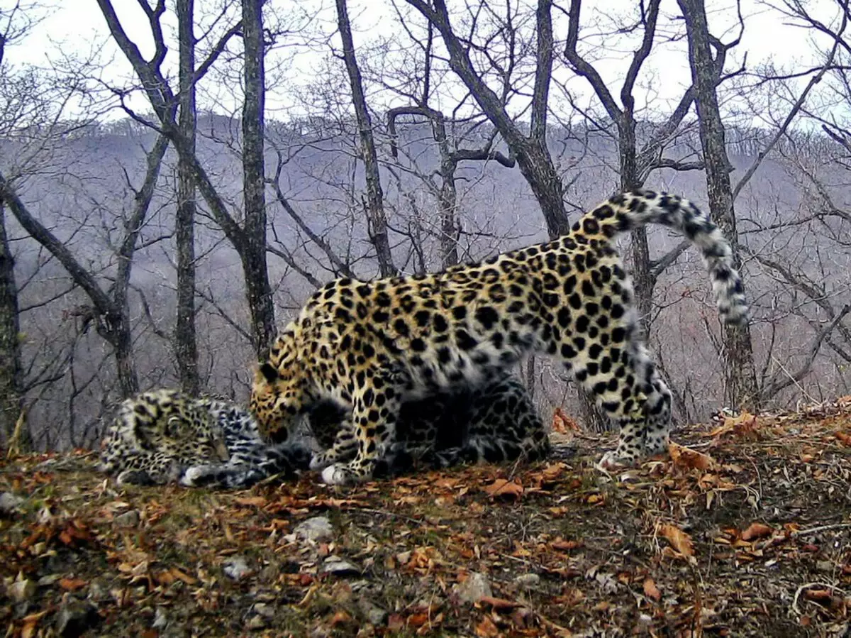 Poprvé ve videu: Krmení malých dalekých východních leopardů