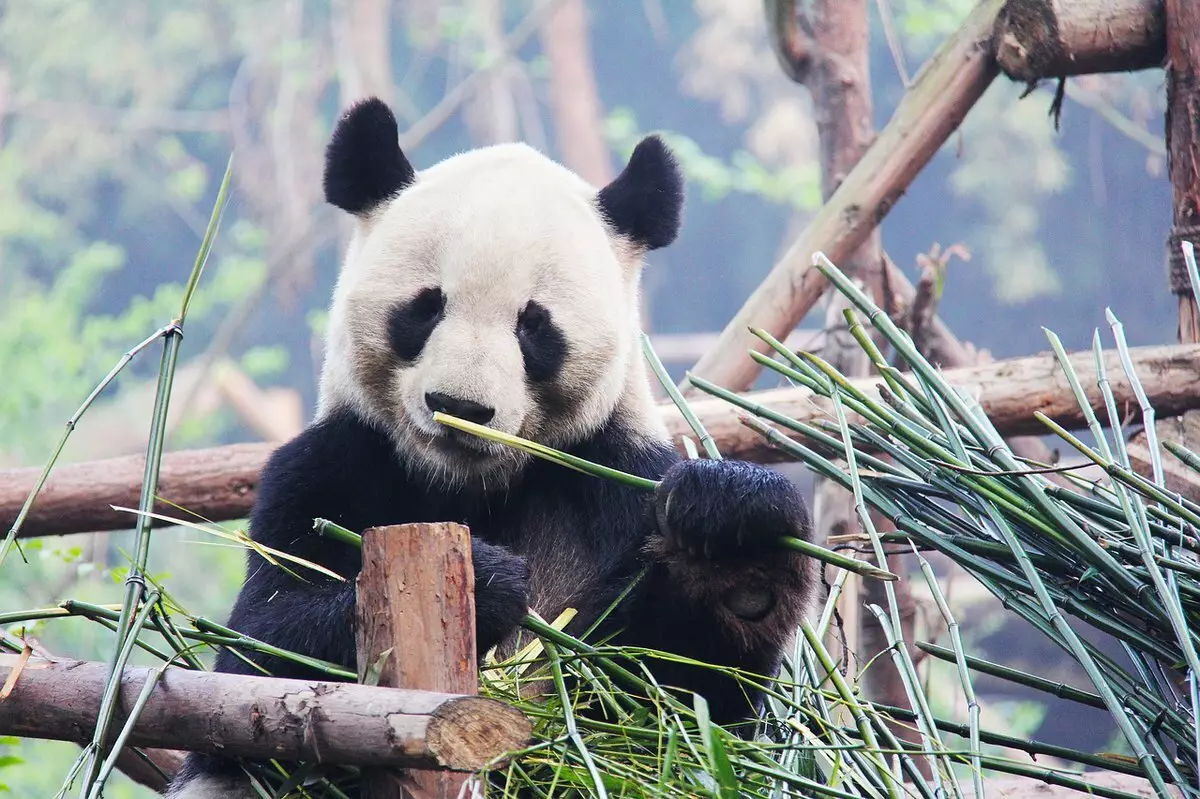 Panda camina en el pueblo chino: vídeo