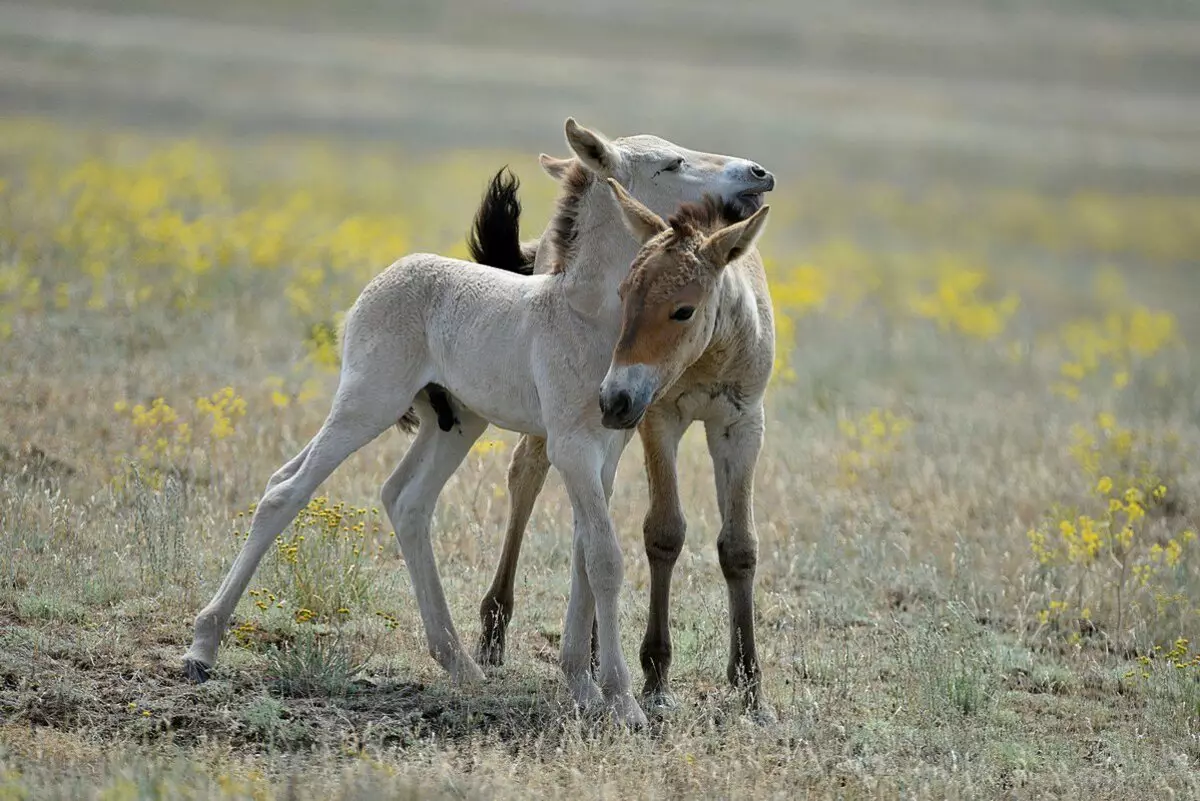 Nyob rau hauv lub Orenburg Reserve yug thawj foals ntawm lub Przhevalsky nees