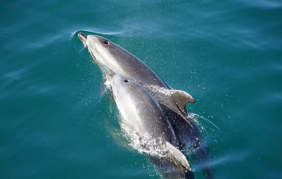 Yn 'e Odessa Dolphinariums yn' e presintaasje waard Dolphinenok berne: Fideo