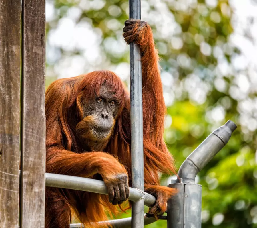 Den eldste i verden Orangutan er tilfredsstillende