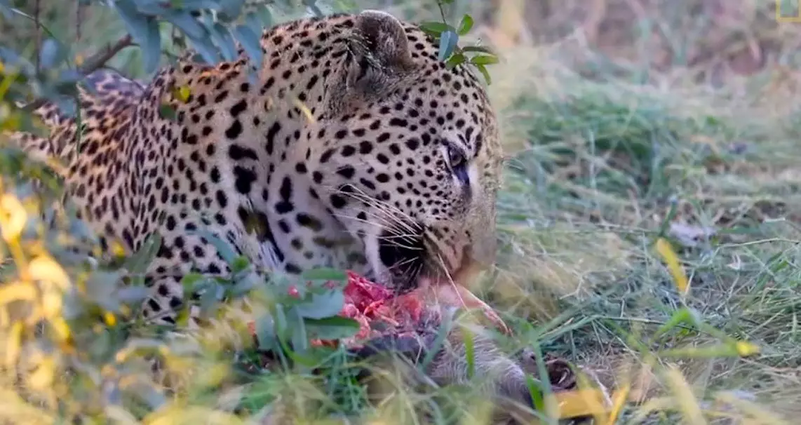 Прибор за јадење за леопард: Видео