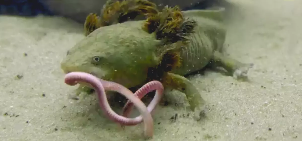 Olee Mexico nọn ịzọpụta obere salamander: video