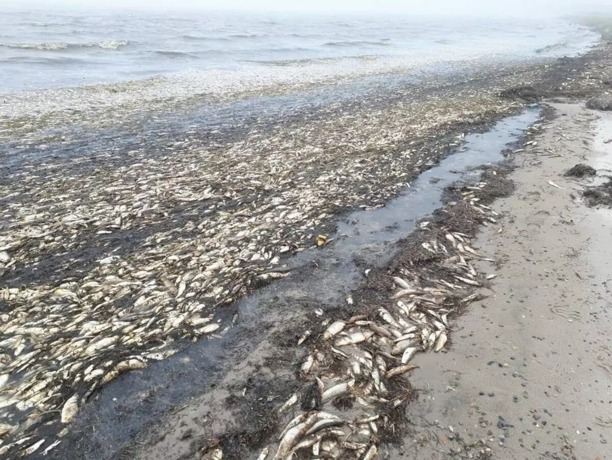 Tens ton mrtvega, ki sledijo obale Sahalin: fotografije in video
